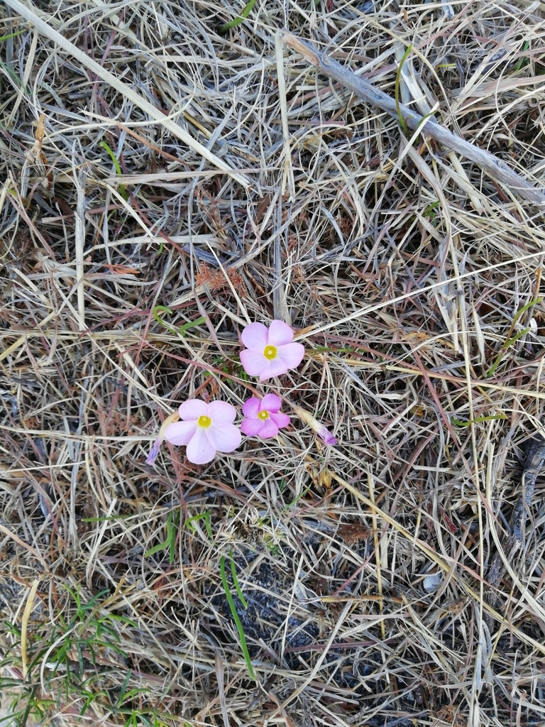 Manyleaf Sorrel from Pringle Bay, 7196, South Africa on May 02, 2022 at ...