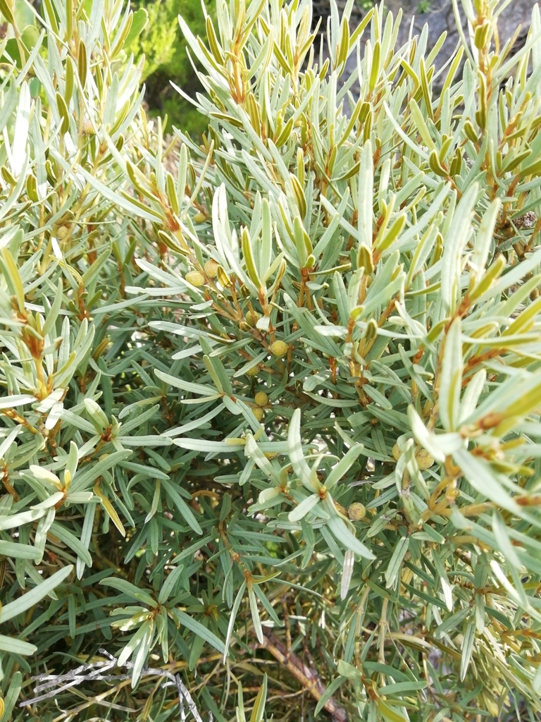 Common Sillyberry from Overberg, ZA-WC, ZA on May 2, 2022 at 02:54 PM ...