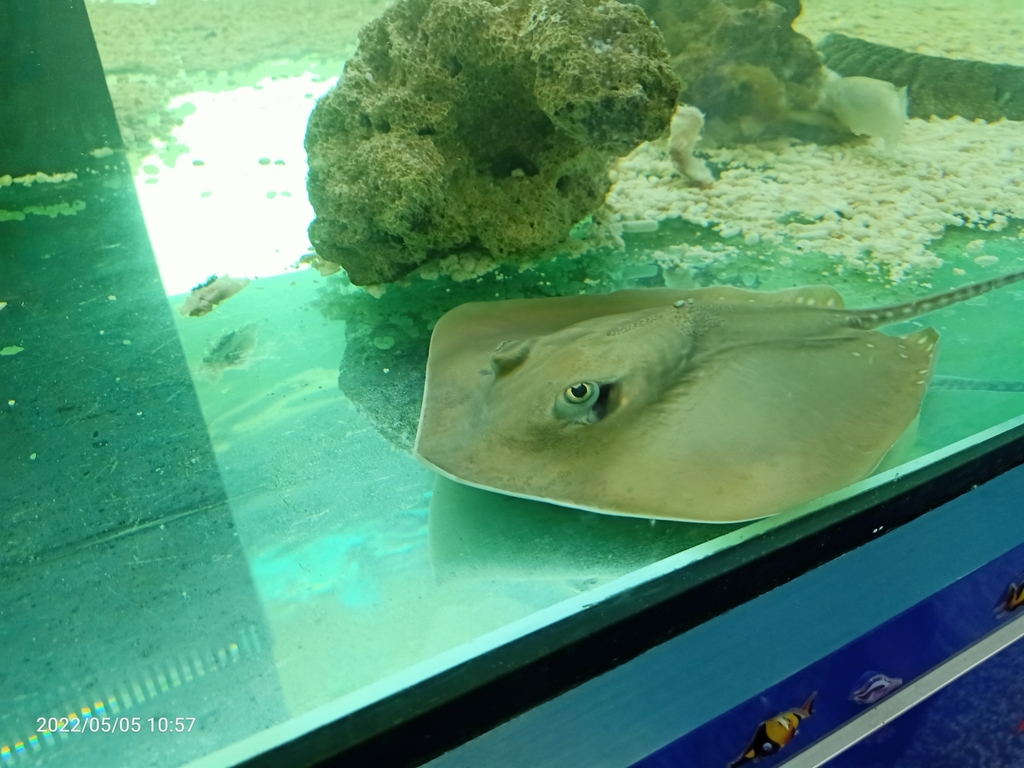 Pale-edged Stingray in May 2022 by James Ong · iNaturalist