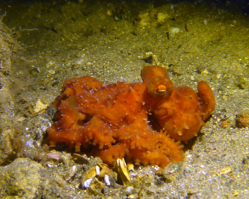 Night Octopuses from Sydney NSW, Australia on May 6, 2022 at 07:08 PM ...