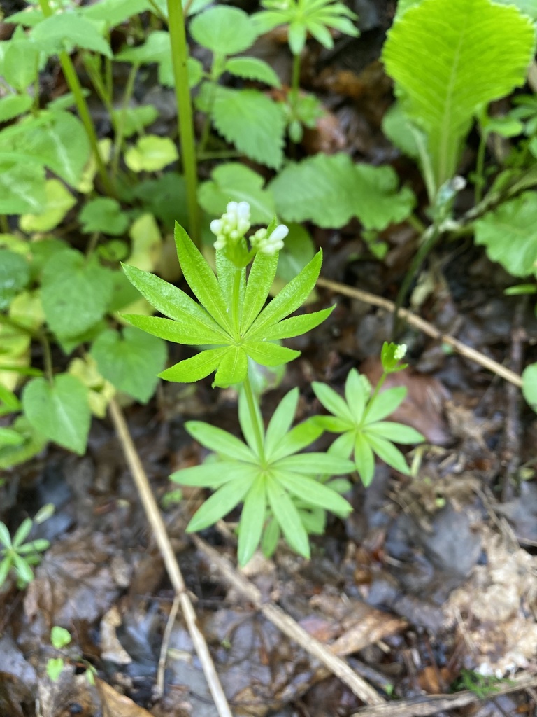 Sweet Woodruff from Armenia, AM on May 06, 2022 at 10:22 AM by Hugo de Boer · iNaturalist