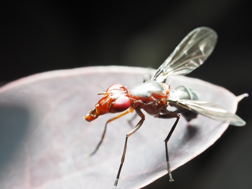 Género Cephalia · iNaturalist Mexico