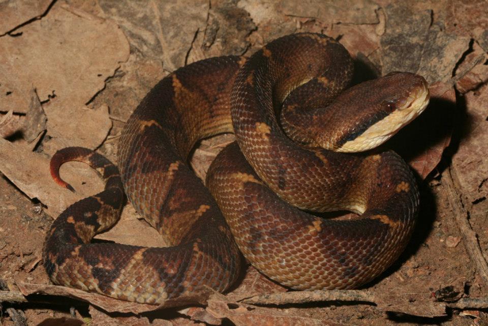 Central American Bushmaster from Talamanca, CR-LI, CR on January 15 ...