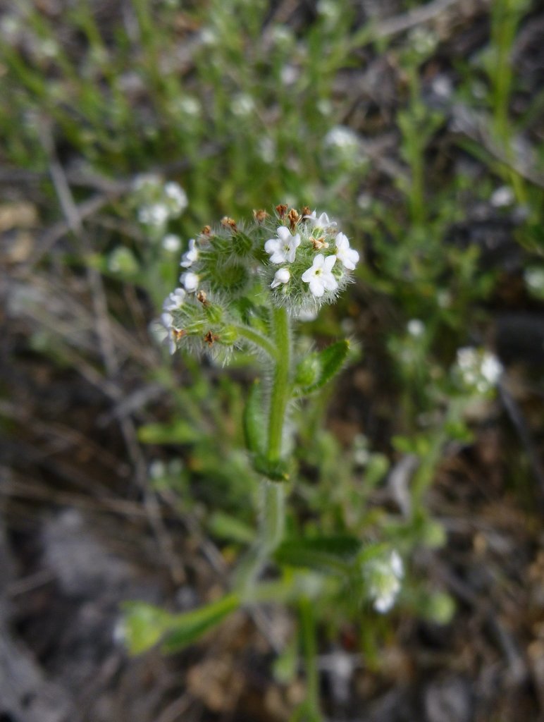 Cryptantha hispidissima from Woodside, CA, USA on May 2, 2022 at 09:09 AM by KenH · iNaturalist