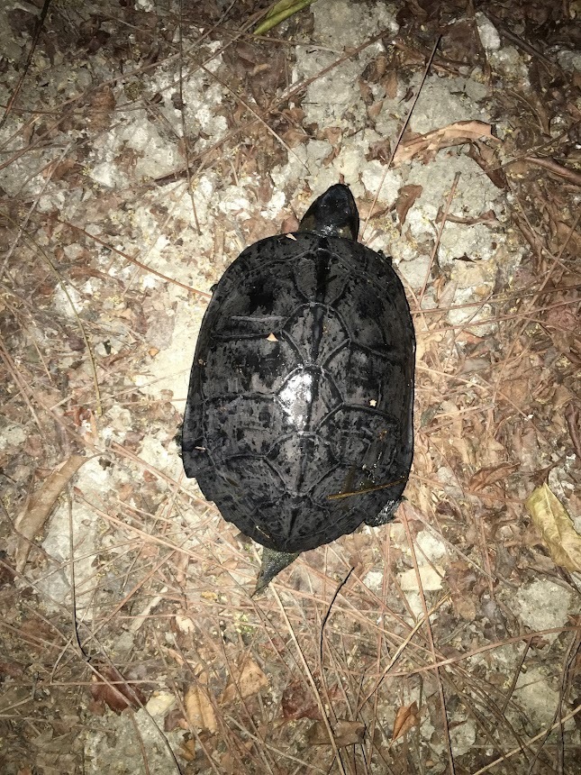 Black Marsh Turtle in January 2022 by romtum pradid · iNaturalist
