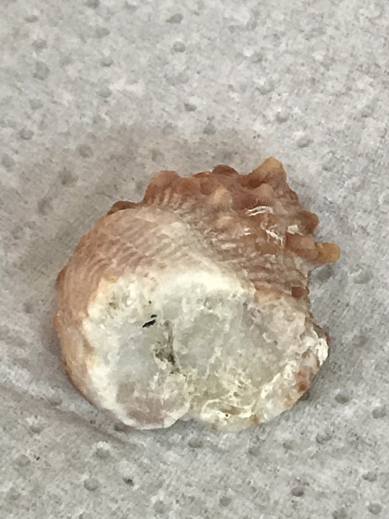 Jewel boxes from Gulf of Mexico, , FL, US on June 11, 2018 at 10:18 AM ...