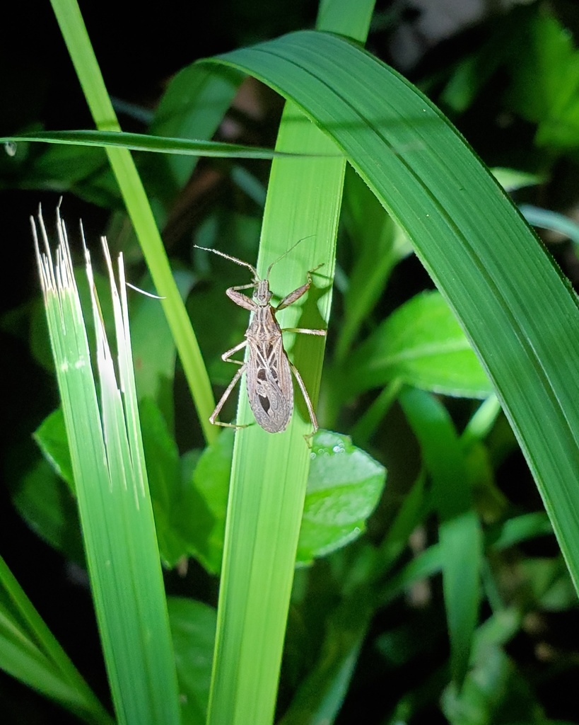 Oncocephalus pudicus from 香港西貢 on April 30, 2022 at 08:15 PM by Ida Lui ...