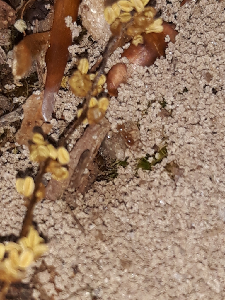 Tyson's Big-headed Ant from Newington, VA, USA on May 05, 2022 by Haden ...