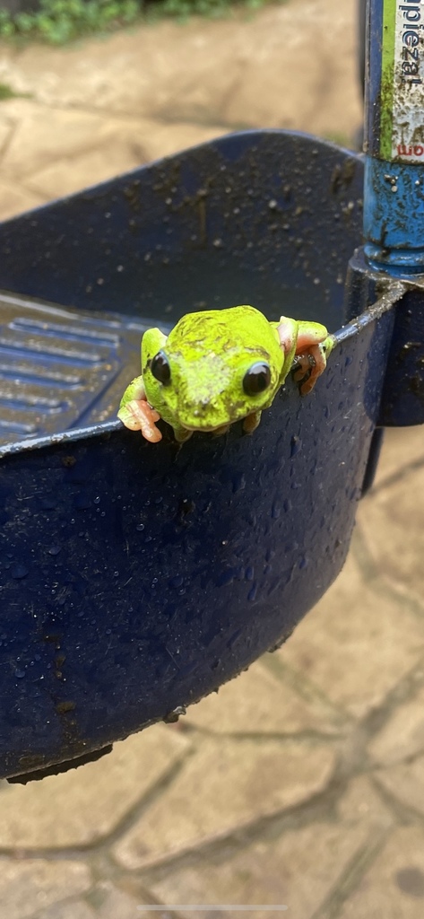 Black-eyed Tree Frog from San Ramoncito, Apaneca, Ahuachapán, SV on May ...