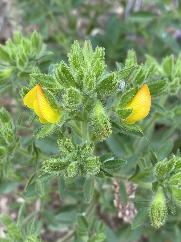 downy restharrow in May 2022 by Konstantinos Barsakis · iNaturalist