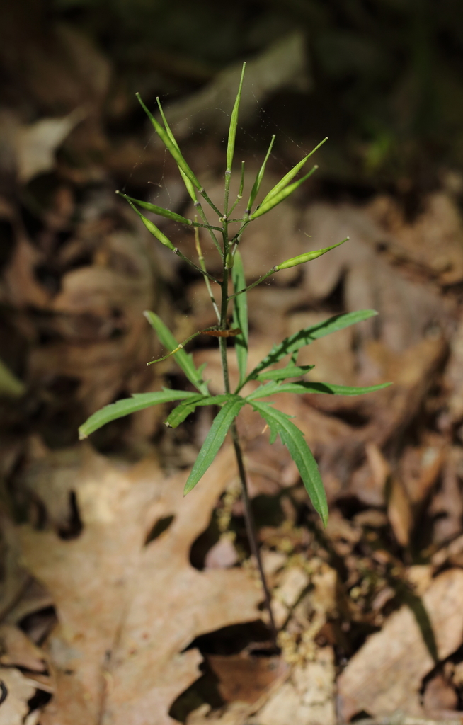 cut-leaved toothwort from Louisville, KY, USA on May 01, 2022 at 11:41 ...