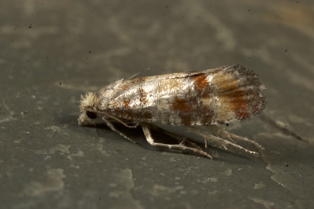 Pitch Pine Tip Moth from East Hampton Airport NW field Wainscott, NY ...