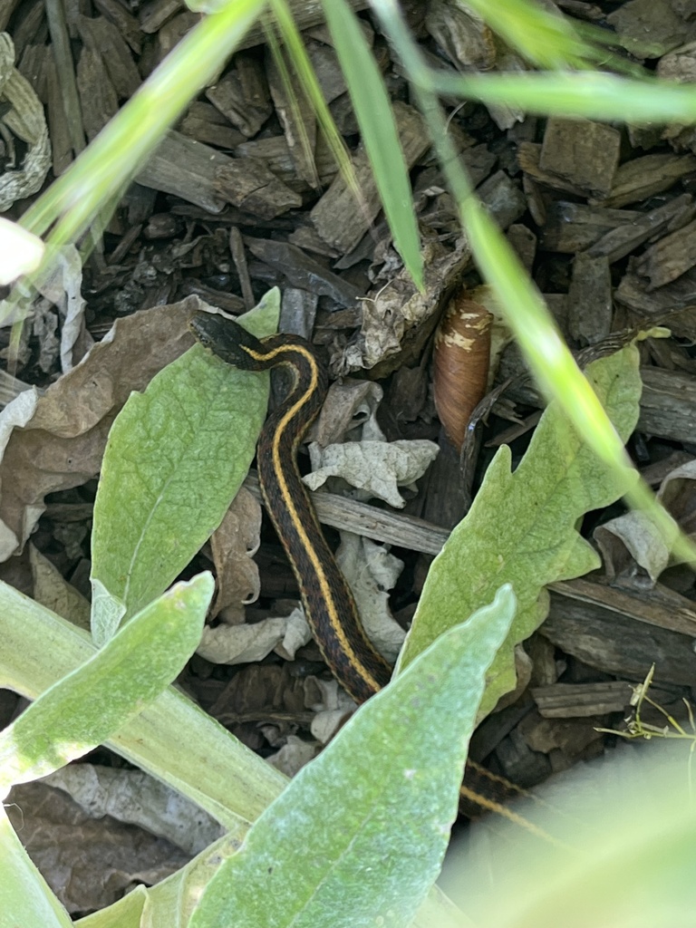 Coast Garter Snake from Rosie the Riveter WWII Home Front National ...