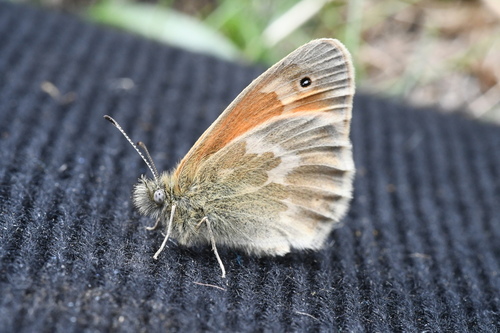 Common Ringlet (Oregon Caves National Monument Butterfly Guide 🦋 ...