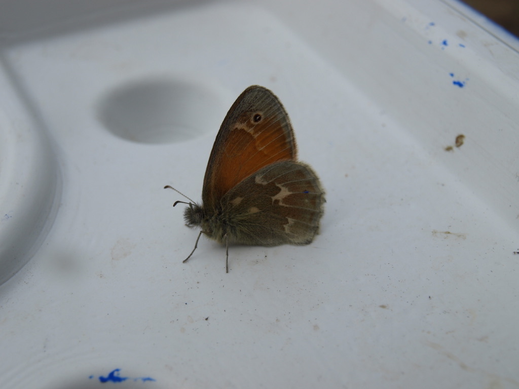 Common Ringlet (Oregon Caves National Monument Butterfly Guide 🦋 ...