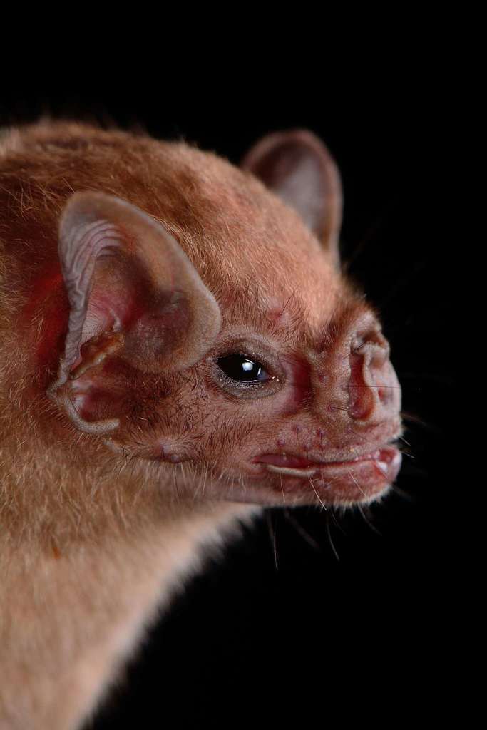 White-winged Vampire Bat from Rivas, Nicaragua on May 27, 2015 at 12:45 ...