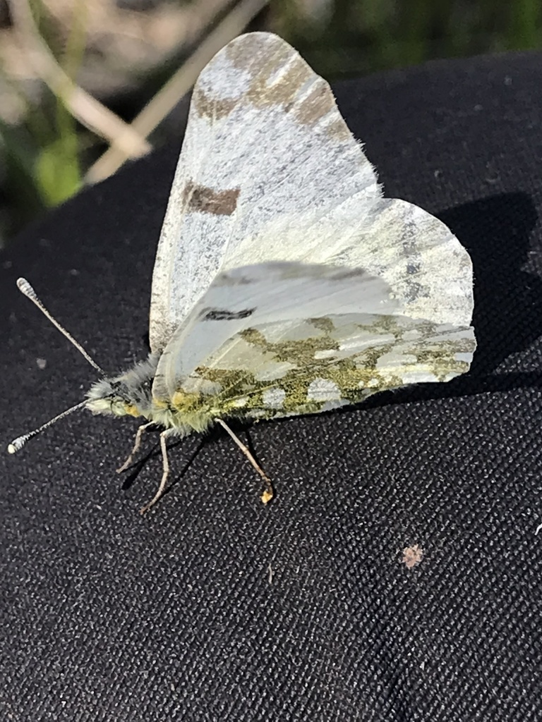 Large Marble (Oregon Caves National Monument Butterfly Guide 🦋 ...