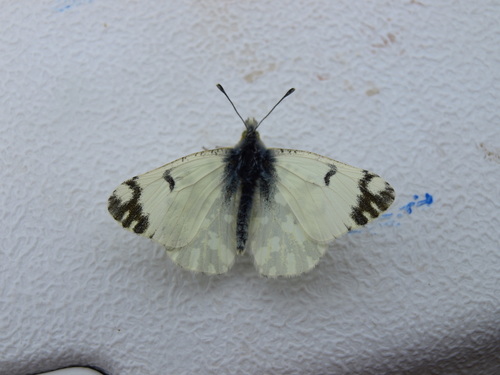 Large Marble (Oregon Caves National Monument Butterfly Guide 🦋 ...