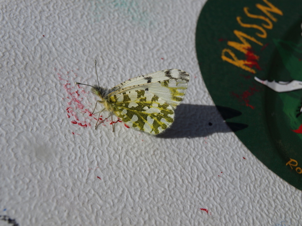 Large Marble (Oregon Caves National Monument Butterfly Guide 🦋 ...