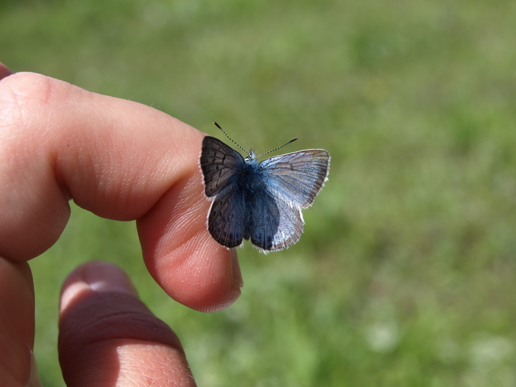 Greenish Blue (Oregon Caves National Monument Butterfly Guide 🦋 ...
