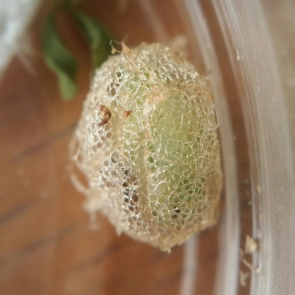 Clover Leaf Weevil from Springfield, NB E5T 2L7, Canada on May 6, 2022 ...