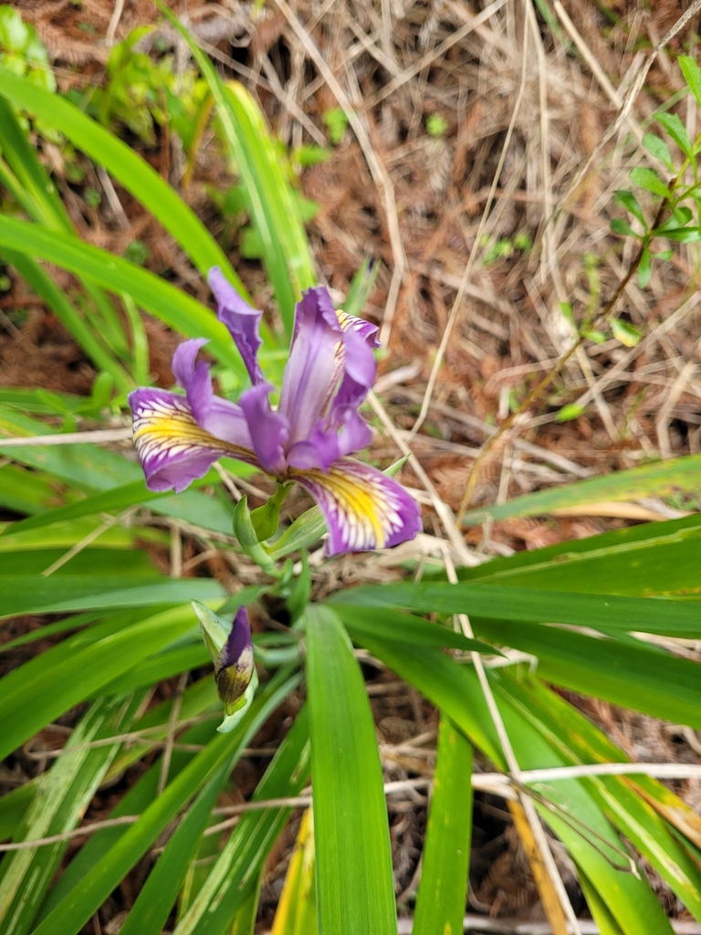 Douglas iris from Garfield, CA, USA on May 6, 2022 at 10:28 AM by Holli ...