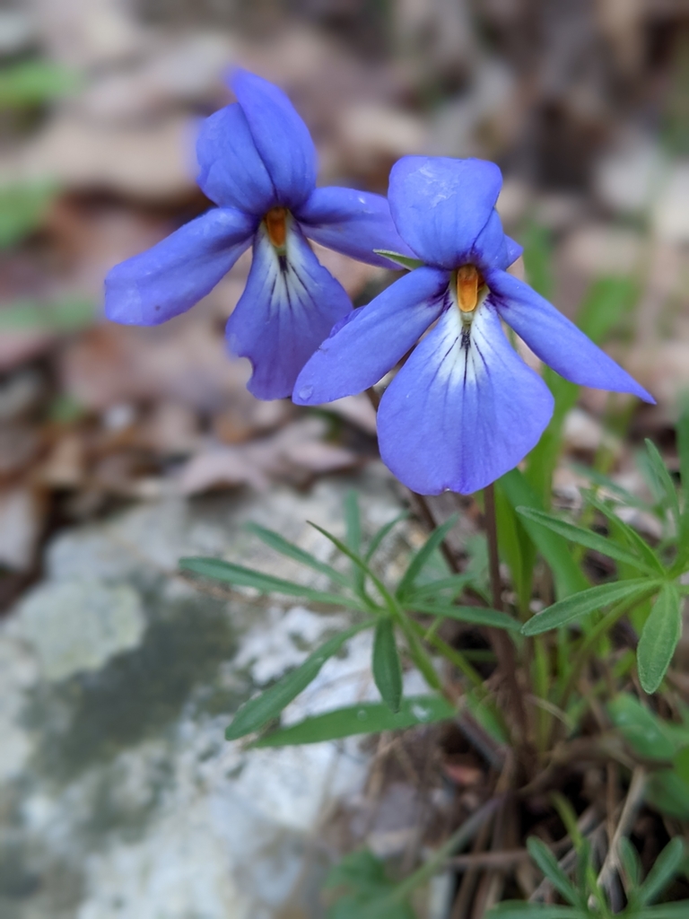 bird's foot violet from Grover, Wildwood, MO, USA on May 06, 2022 at 03 ...
