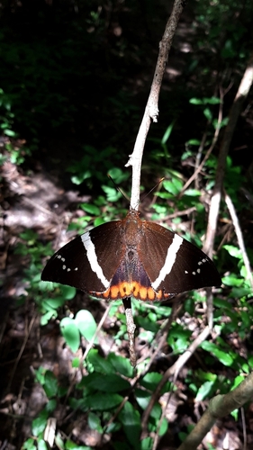 Telchin syphax · iNaturalist