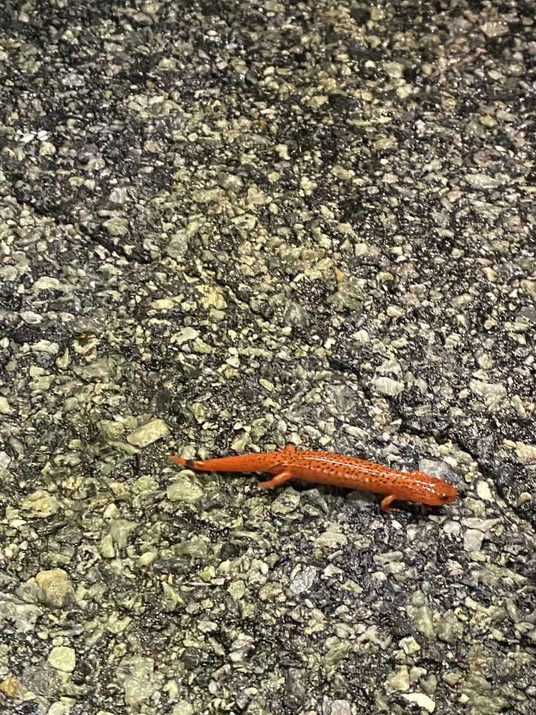 Red Salamander from Appaloosa Trail, Boone, NC, US on March 23, 2022 at ...