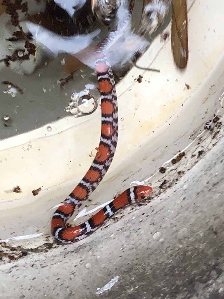 Scarletsnake from Skidaway Island, Savannah, GA, US on May 06, 2022 at ...
