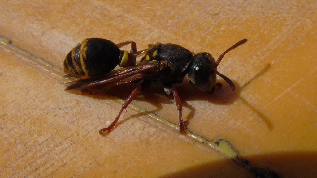 Small Paper Wasps from Watsonville QLD 4887, Australia on May 06, 2022 ...