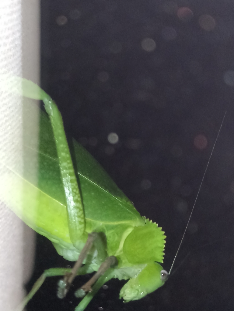 Steirodon dentatum from CAI La Joya (PONAL) on May 04, 2022 at 11:27 PM ...