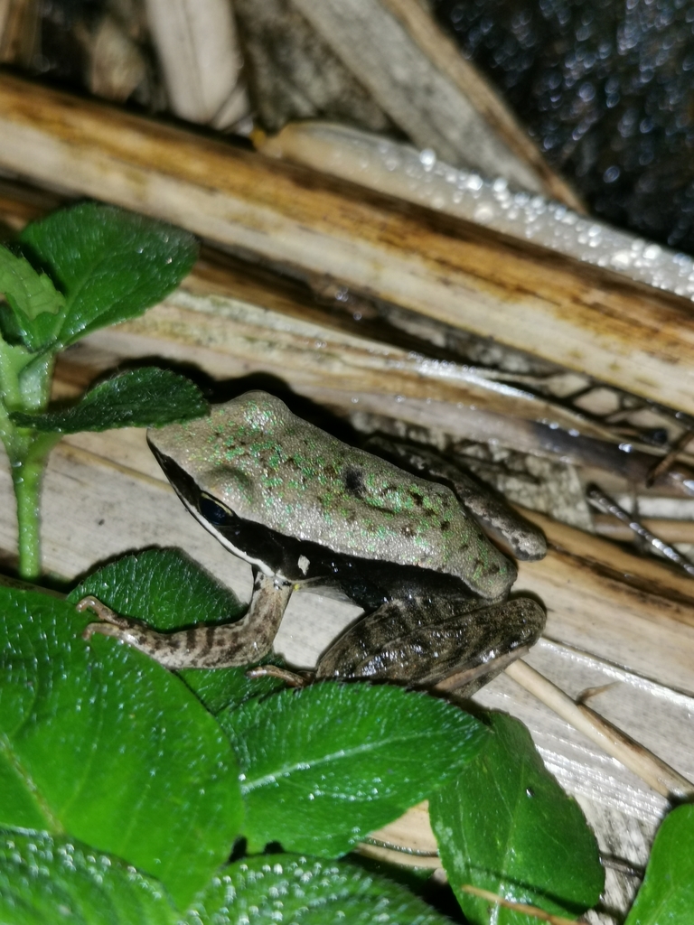 Brilliant Forest Frog from WXP2+JMP, San José Province, San Pedro, Costa Rica on April 29, 2022 ...