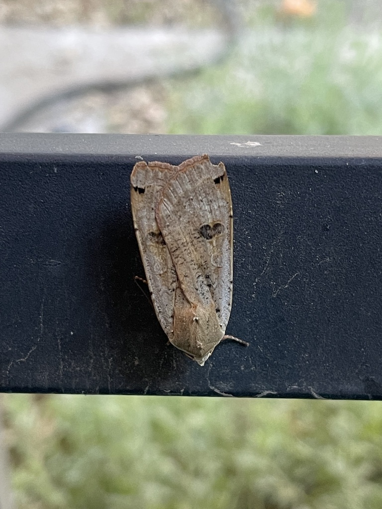 Large Yellow Underwing from E Marshall St, Turlock, CA, US on May 06 ...