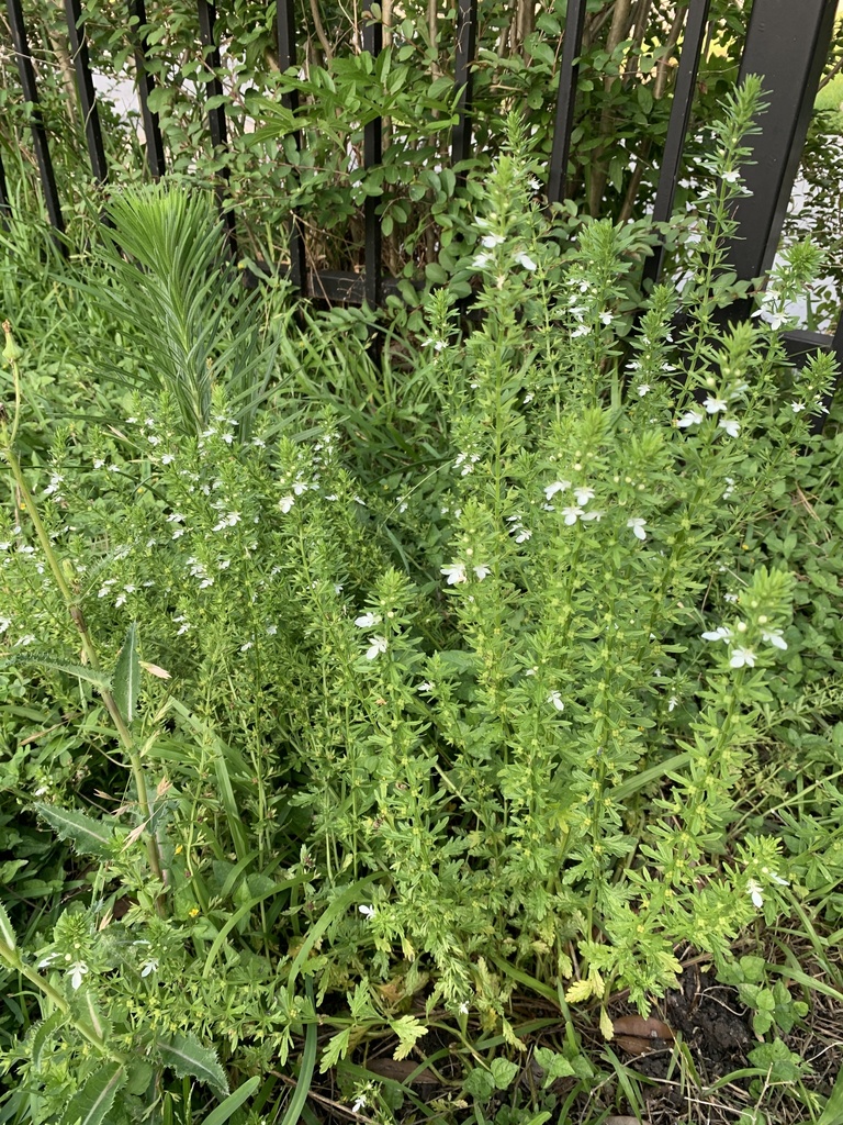 coastal germander from Polk St, Houston, TX, US on May 06, 2022 at 06: ...
