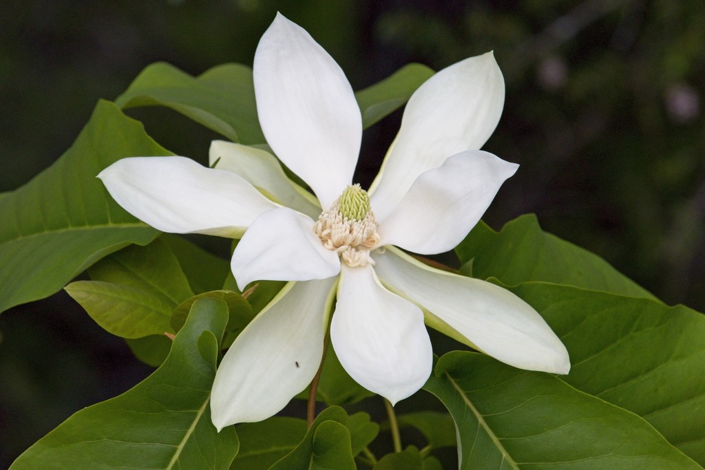 Fraser Magnolia from Lake Lure, NC, USA on April 29, 2022 at 05:51 PM ...