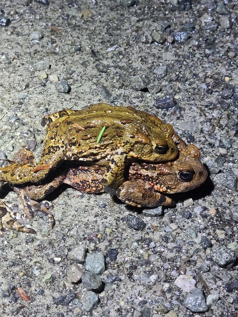 Western Toad from Bamfield, BC V0R 1B0, Canada on May 04, 2022 at 09:44 ...