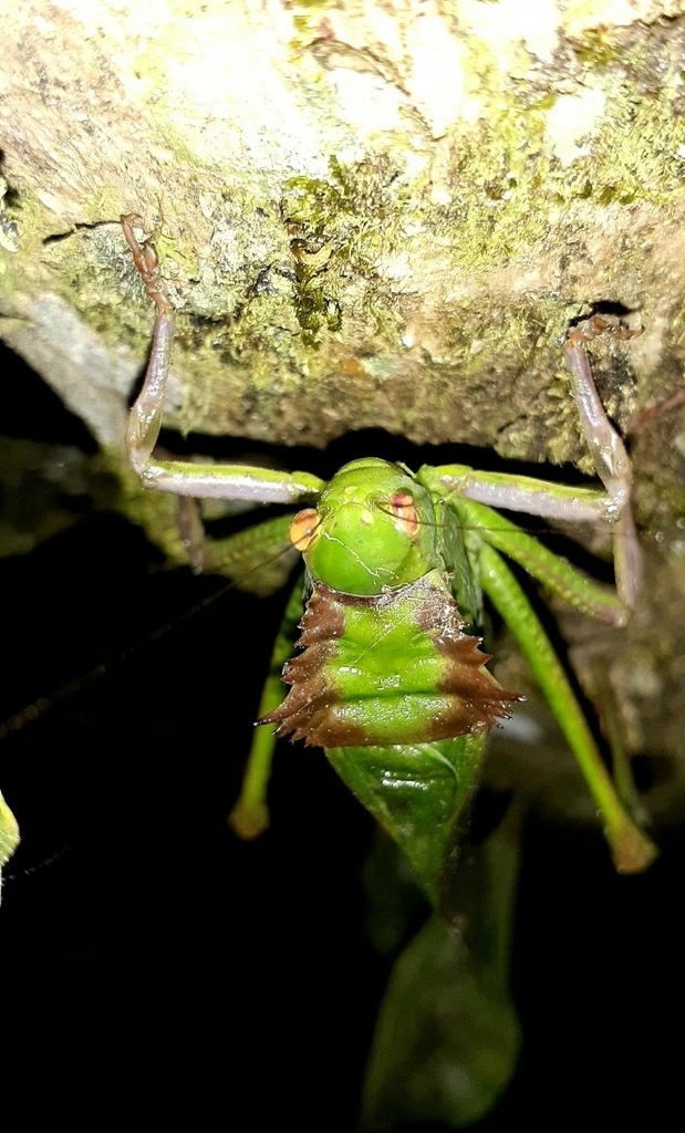 Steirodon from Valle Hermoso on April 16, 2022 at 07:11 PM by ...
