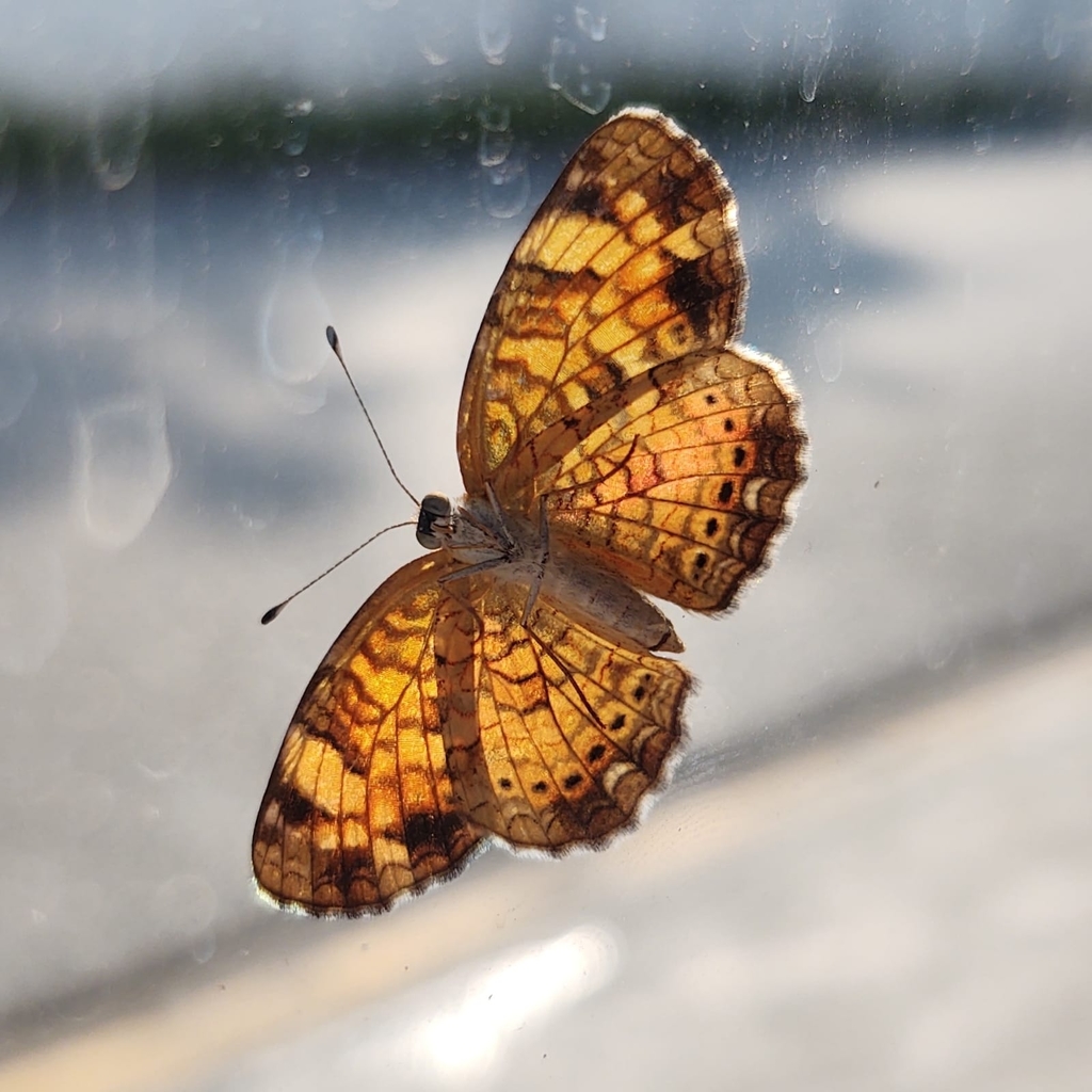 Phyciodes tharos tharos from Los Cristales, Monterrey, N.L., México on ...