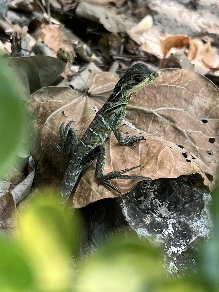 Philippine Sailfin Lizard in May 2022 by Zailo Zafe · iNaturalist