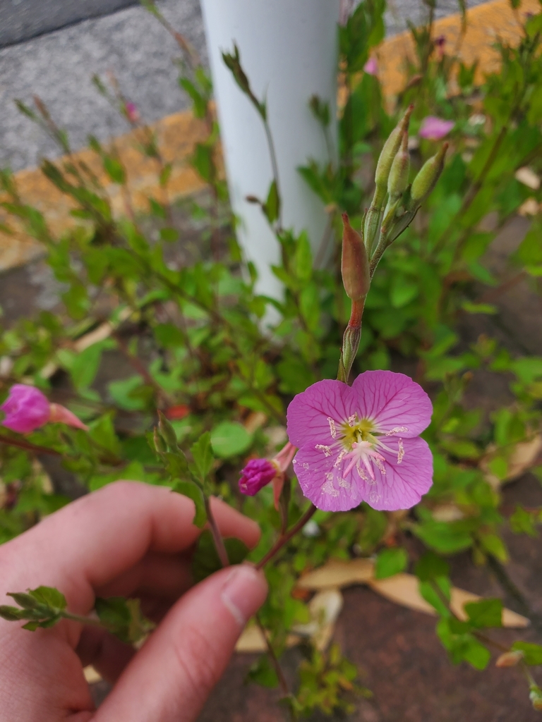 rose evening primrose from Fussa Station, Fussa, Tokyo 197-0011, Japan ...