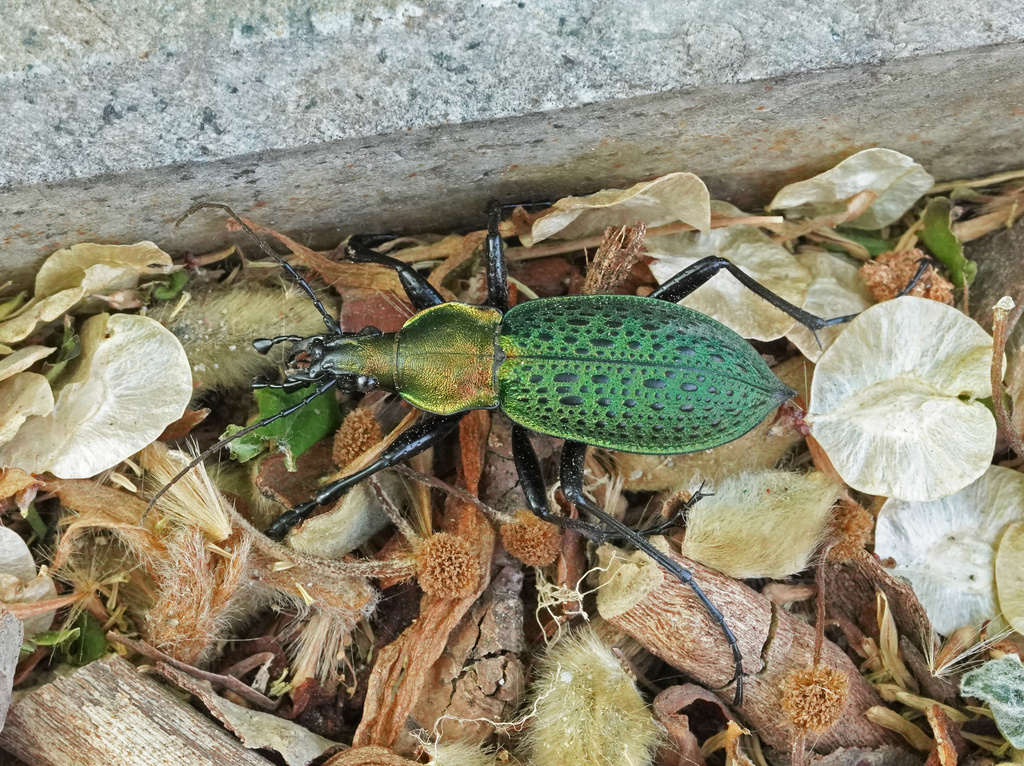 Carabus smaragdinus from 牟平区, 烟台市, 山东省, CN on May 7, 2022 at 11:17 AM ...