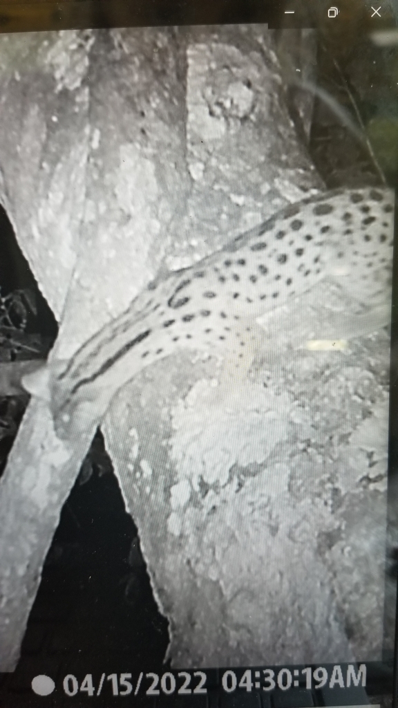 Central African Oyan from Bayanga, Central African Republic on April 15 ...