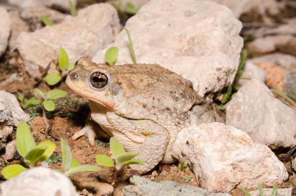 Red-spotted Toad from Pima County, AZ, USA on October 17, 2018 at 09:30 ...