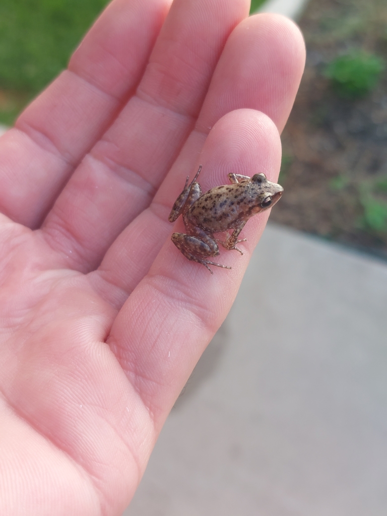 Rio Grande Chirping Frog from The Hermitage, Round Rock, TX 78681, USA ...