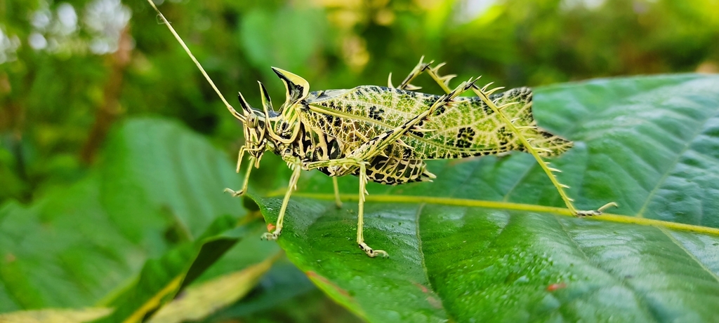 Markia from Milpe Bird Sanctuary - Mindo Cloudforest Foundation on May ...