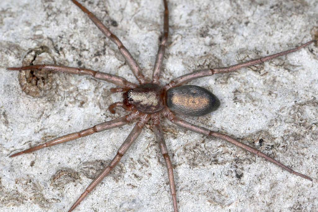 Sagana rutilans from Austria, Steiermark, Peggau, Peggauer Wand ...
