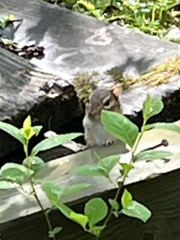 Eastern Chipmunk from Dr. Edmund A. Babler Memorial State Park ...