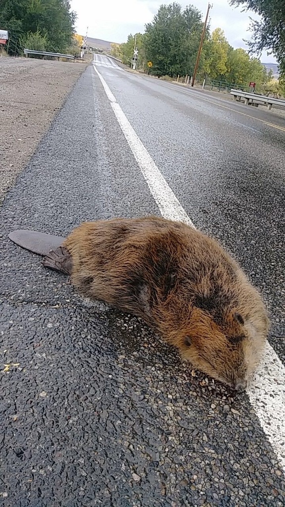 American Beaver from Delta, CO, US on October 6, 2018 at 04:51 PM by ...