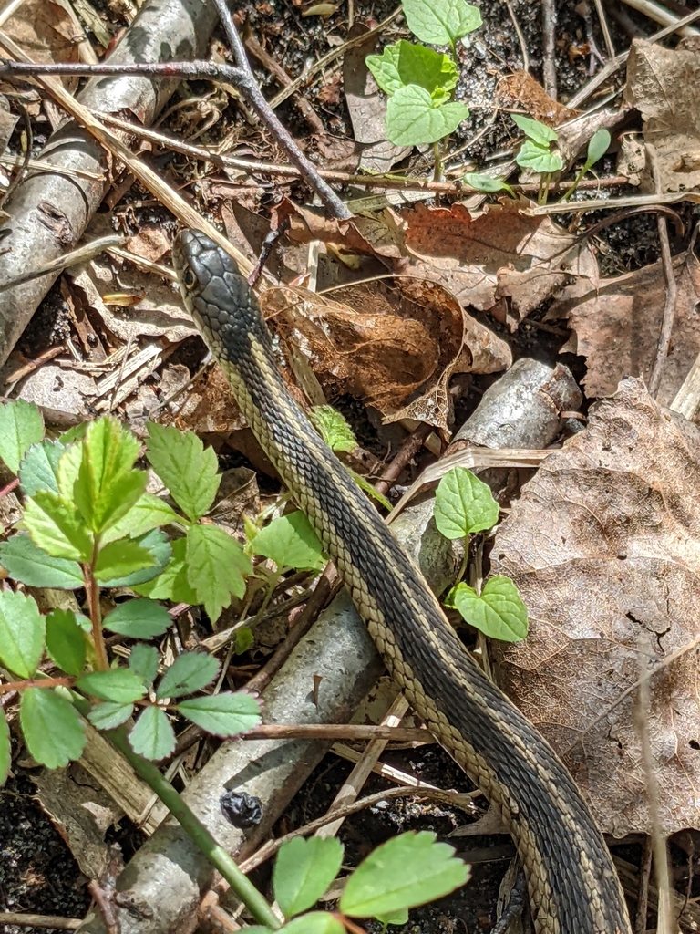 Eastern Garter Snake from Erie, PA 16507, USA on May 07, 2022 at 10:40 ...